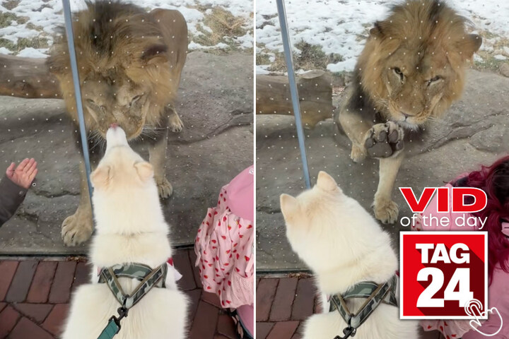 Viral Video of the Day for January 5, 2026: Husky has playful standoff ...