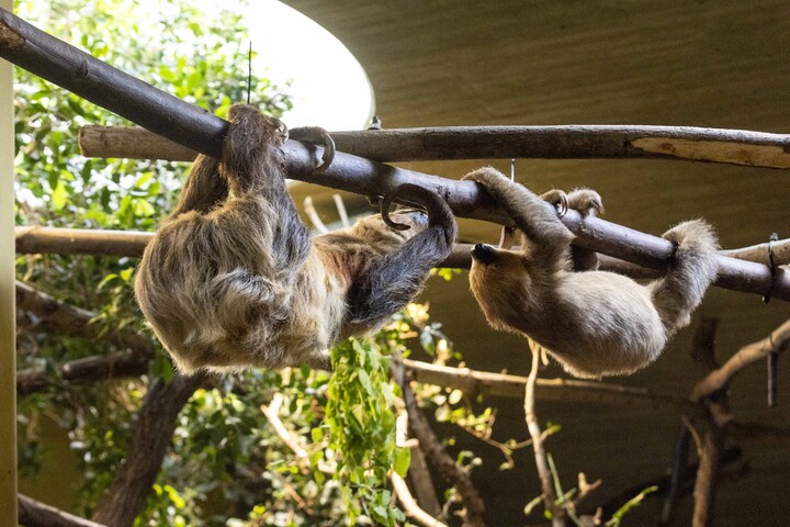 Sexuell fleißige Faultiere: Im Dresdner Zoo ist Nachwuchs im Anmarsch