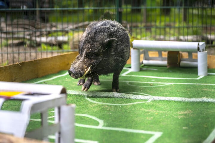 Schwein sagt Sieg gegen Spanien im EM-Viertelfinale vorher