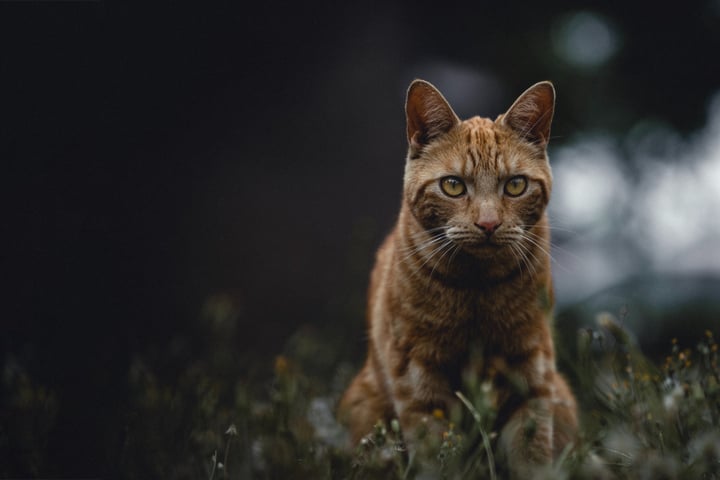 How do cats see in the dark? This is how cat night vision works