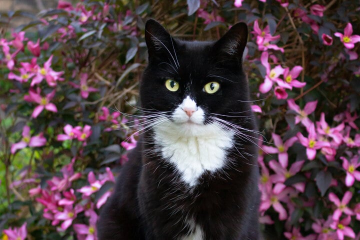 Top 10 cool cat breeds