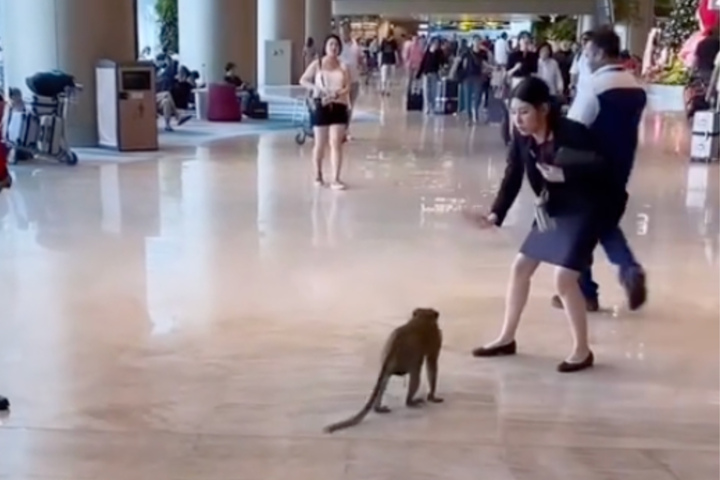 Monkey business goes down at the airport as wild animal runs amok!