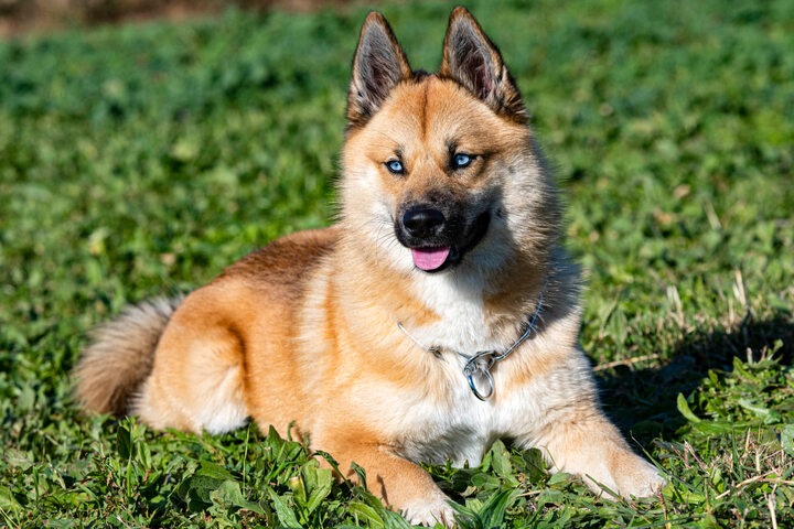 Husky and dwarf spitz mix to make shockingly adorable dogs in the Pomsky!