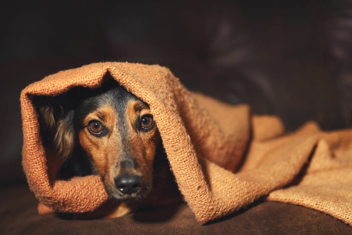 Davor haben Hunde richtig Angst