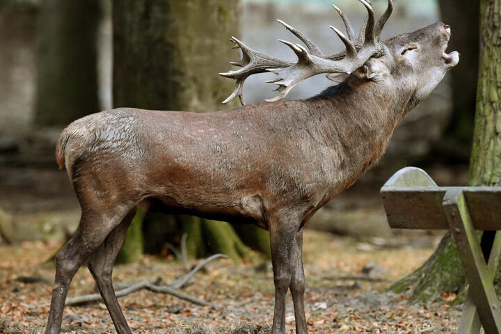 Natur-Schauspiel in der Heide! Hier sind Sachsens Hirsche richtig horny!