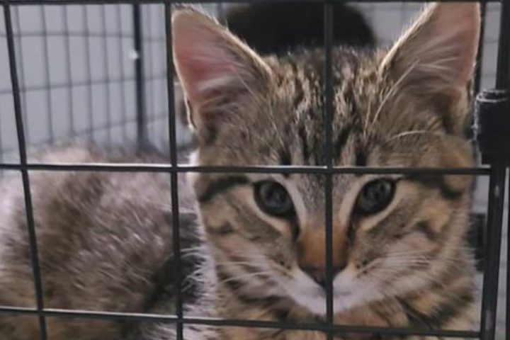 Frau trauert um tote Katze: Monate später erlebt sie eine große ...