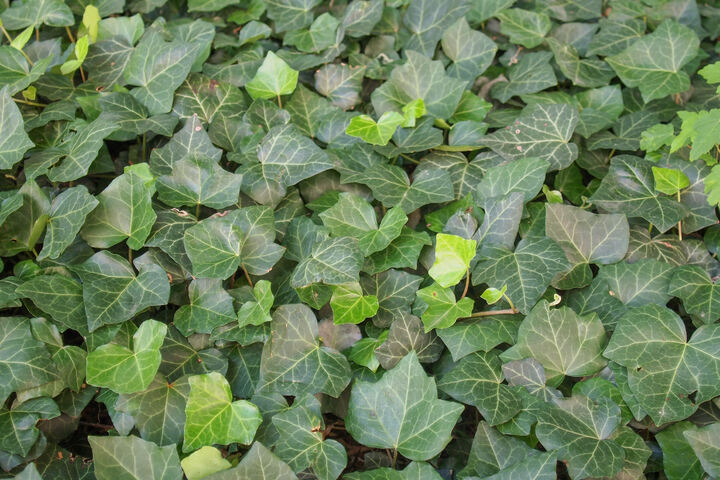 Efeu im Garten: Gut oder schlecht für Flora und Fauna?