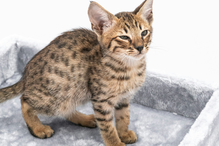 Striped cat breeds: Top 10