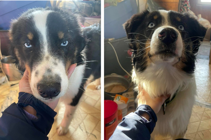 "Polar bear" dog disappears in epic cross-sea adventure – then a text ...