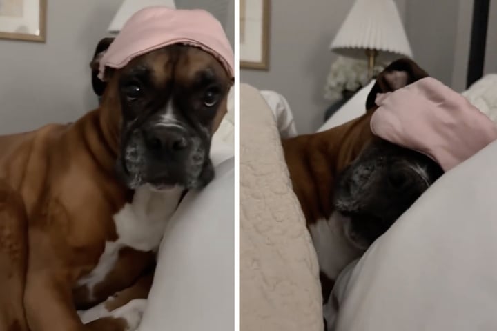 Spoiled dog won't sleep without this hysterical bedtime ritual in viral ...