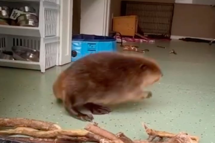 Baby-Biber ist ganz alleine im Gehege: Was er dann tut, sorgt für ...