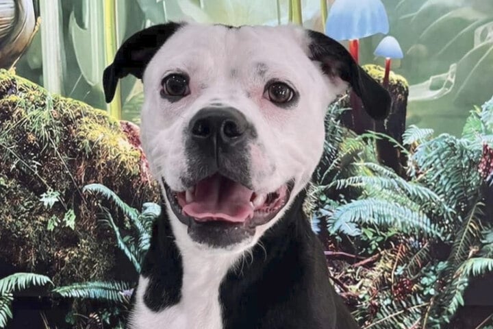 Finding Nemo: Missing dog back after a long search - McDonald's burger ...