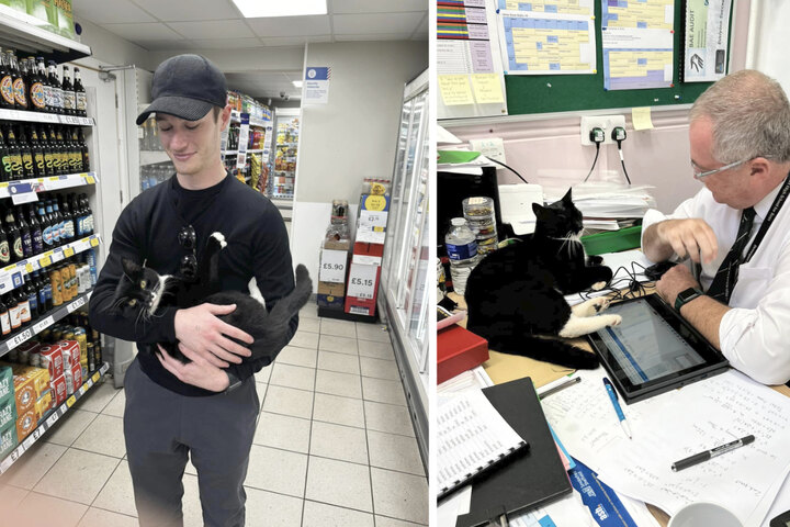 City-famous cat goes viral after causing "mischief" just about everywhere