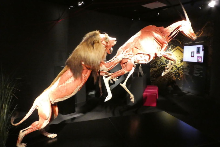 Gruselige Exponate: Dr. Tod zieht Tieren für Körperwelten das Fell ab!