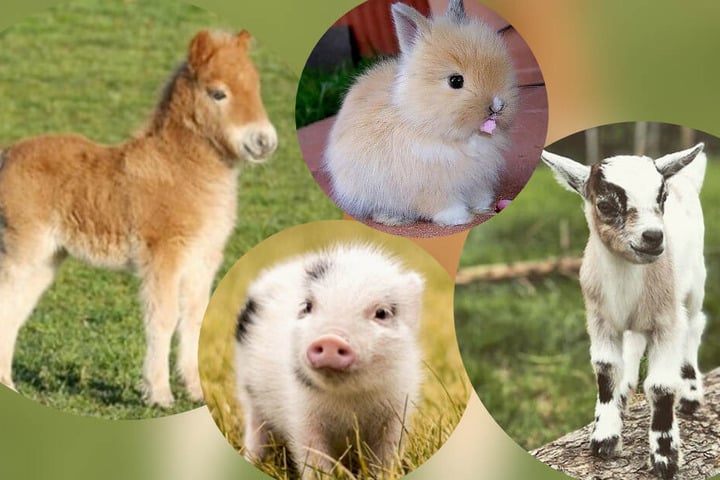 Süße Mini-Tiere: Zwergziegen, Teacup-Schwein & Co.