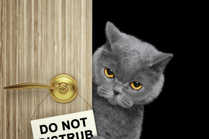 Do cats get mad at their owners? We reveal why kitties sulk!