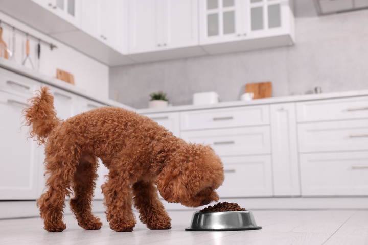 Hunde richtig füttern: Wann sollte man den Hund am besten füttern?