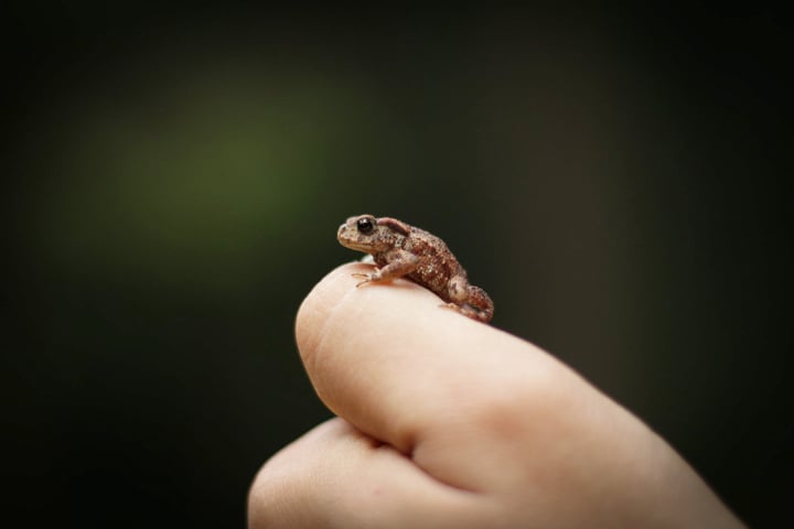 Das kleinste Tier der Welt hält den mini-Rekord