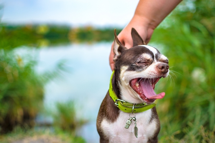 Why do dogs yawn: Is your pet stressed out or just tired?