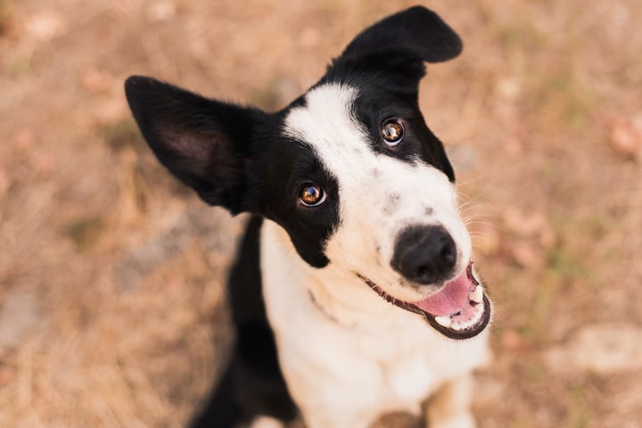 How to teach a dog its name