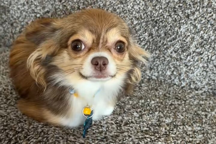Dog surprises new owner with these shocking – yet delightful – quirks ...