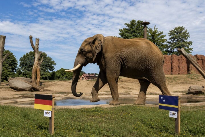 Fußball-WM 2026: Zoo Magdeburg geht mit tonnenschwerem Orakel an den Start