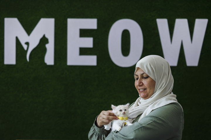Gaza cat café offers "refuge" from suffering for Palestinians