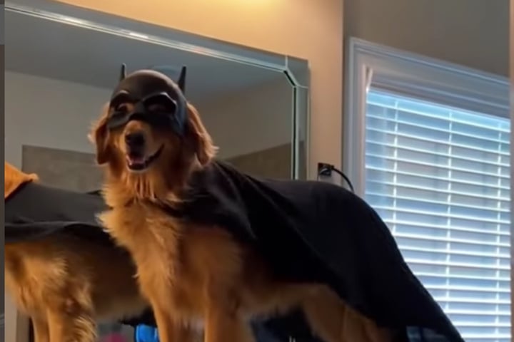 Batdog to the rescue! Golden retriever's heroic alter ego wows the internet