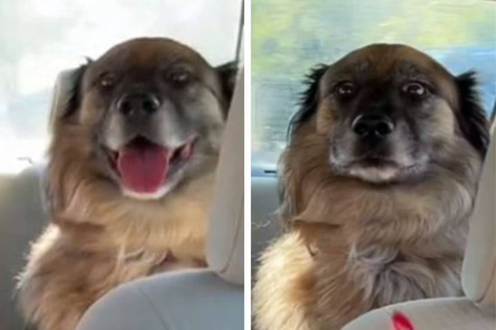 Hund freut sich auf Ausflug: Doch dann begreift er die Wahrheit