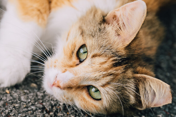 Top 10 fattest and chubbiest cat breeds in the world