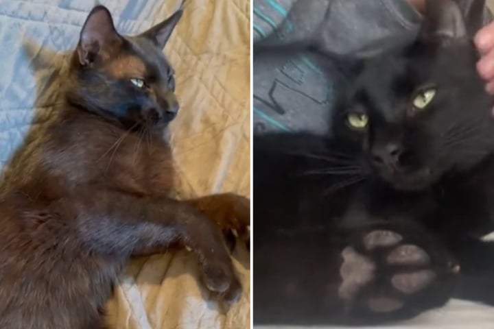 Strange cat breaks into a house with dogs and the rest is TikTok history