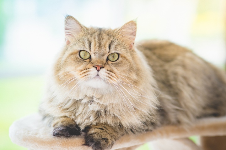 7 große Katzenrassen: Das sind die größten Katzen