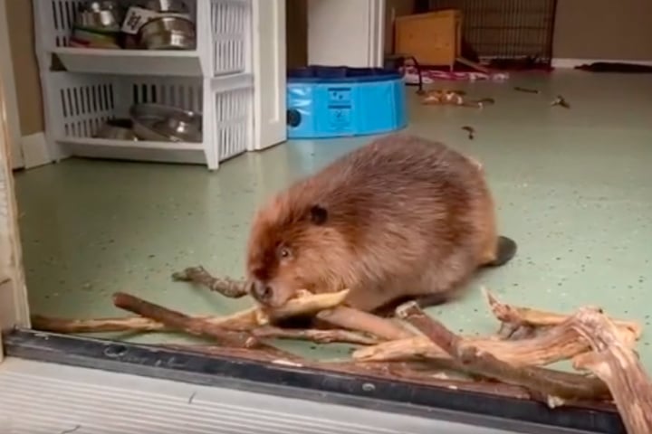 Baby-Biber ist ganz alleine im Gehege: Was er dann tut, sorgt für ...