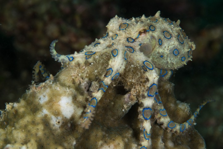 Giftigster Oktopus der Welt: Blauringkrake
