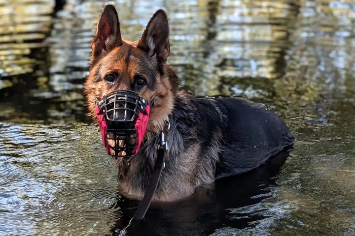 Er verletzte sich aus Stress selbst: Schäferhund Harry hofft auf ein ...