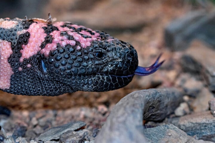 What is the most venomous lizard in the world?