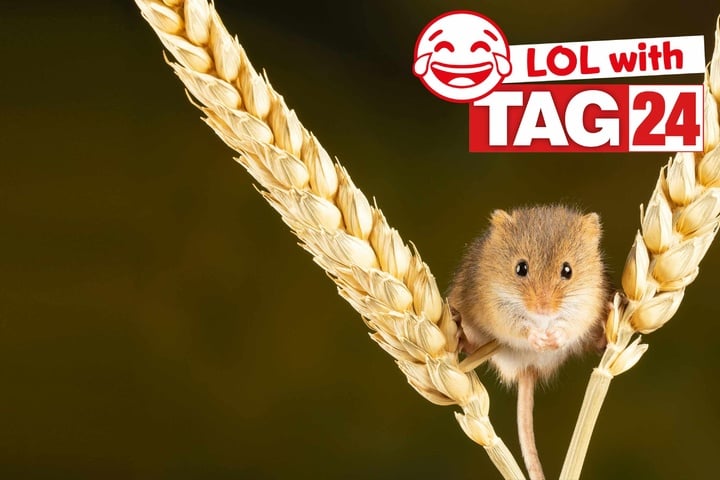 Joke of the Day for July 28, 2024: The best jokes to get your funny on