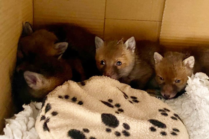 Baby foxes cry for help from swimming pool until rescue comes