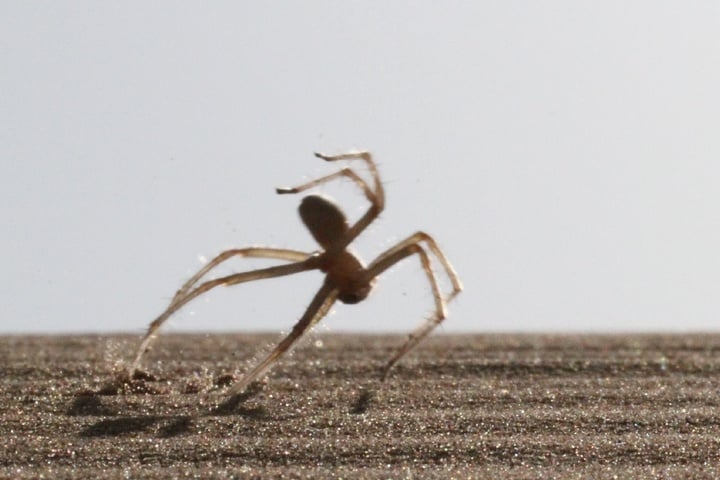 Schnellste Spinne Der Welt