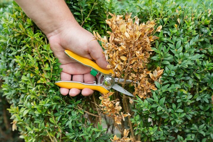Buchsbaum ist braun? Daran kann es liegen + Lösungen