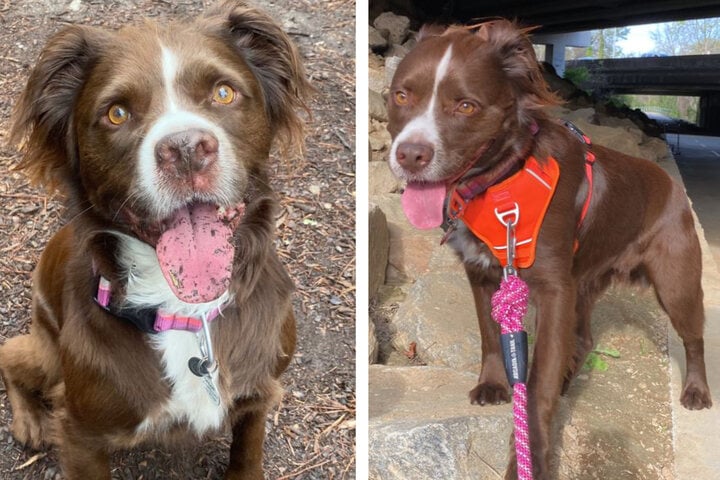 A rare long-haired pit bull wows the internet
