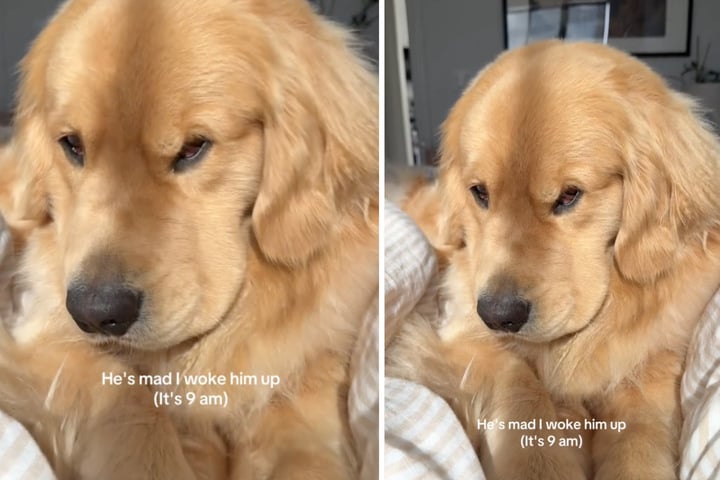 Golden Retriever is so mad at his owner: the reason why has TikTokers ...
