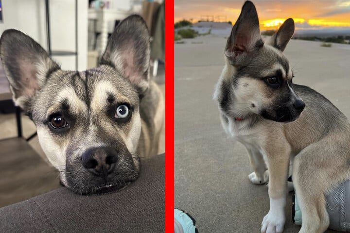 French bulldog and husky mix conquers hearts on the internet!
