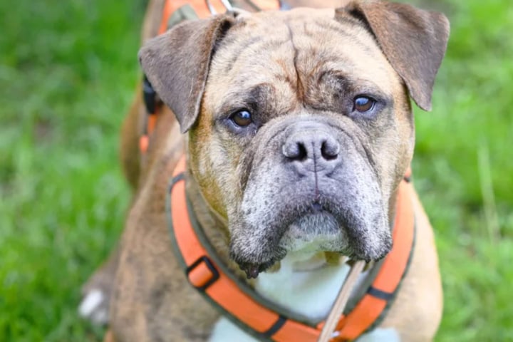 Sturkopf mit Herz: Bekommt Hunde-Opi Viet noch eine Chance?