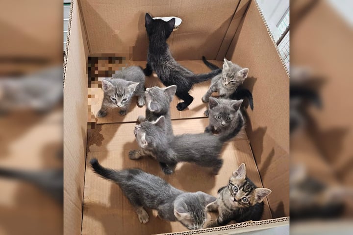 Kittens break rescuers' hearts after cardboard box is left at their door