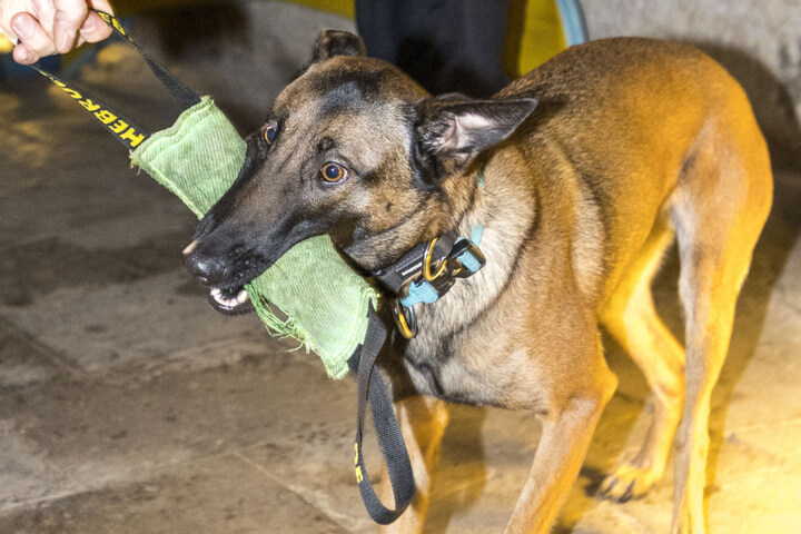 Dresdner Polizeihunde erobern Festung Königstein!