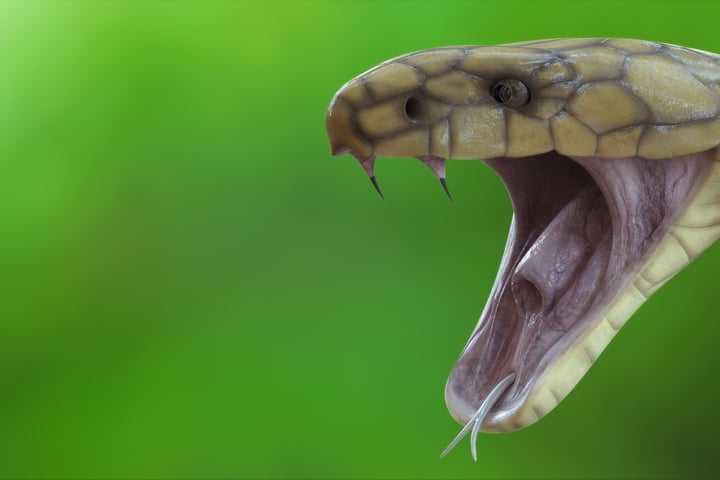 Giftigste Schlange: Inlandtaipan – Australiens tödlicher Bewohner