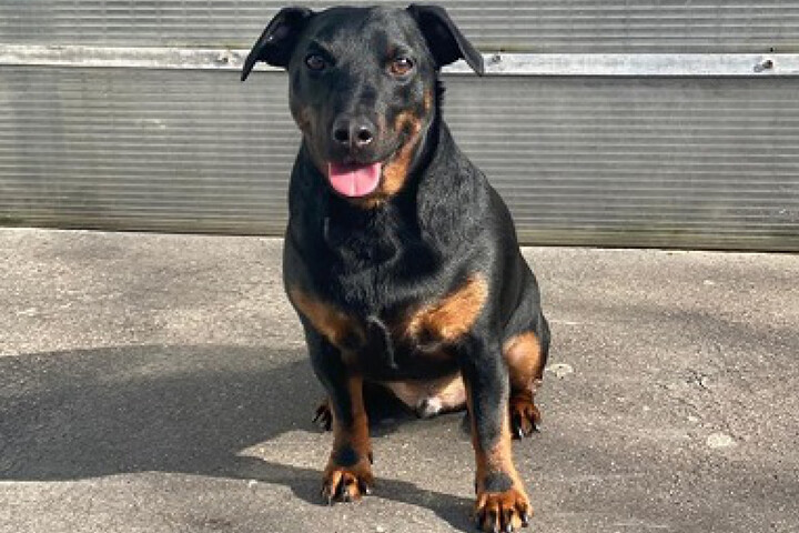 Luckys Besitzer verstarb: Wer kann den süßen Dackel wieder glücklich ...