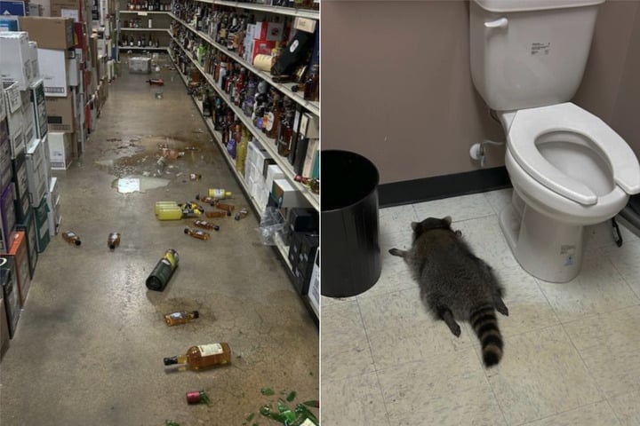 Raccoon breaks into liquor store – and is found passed out in the bathroom!