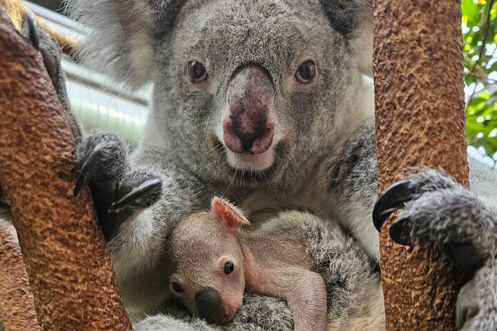 Super seltener Schnappschuss im Zoo Duisburg: Niedlicher Mini-Koala blinzelt aus Beutel